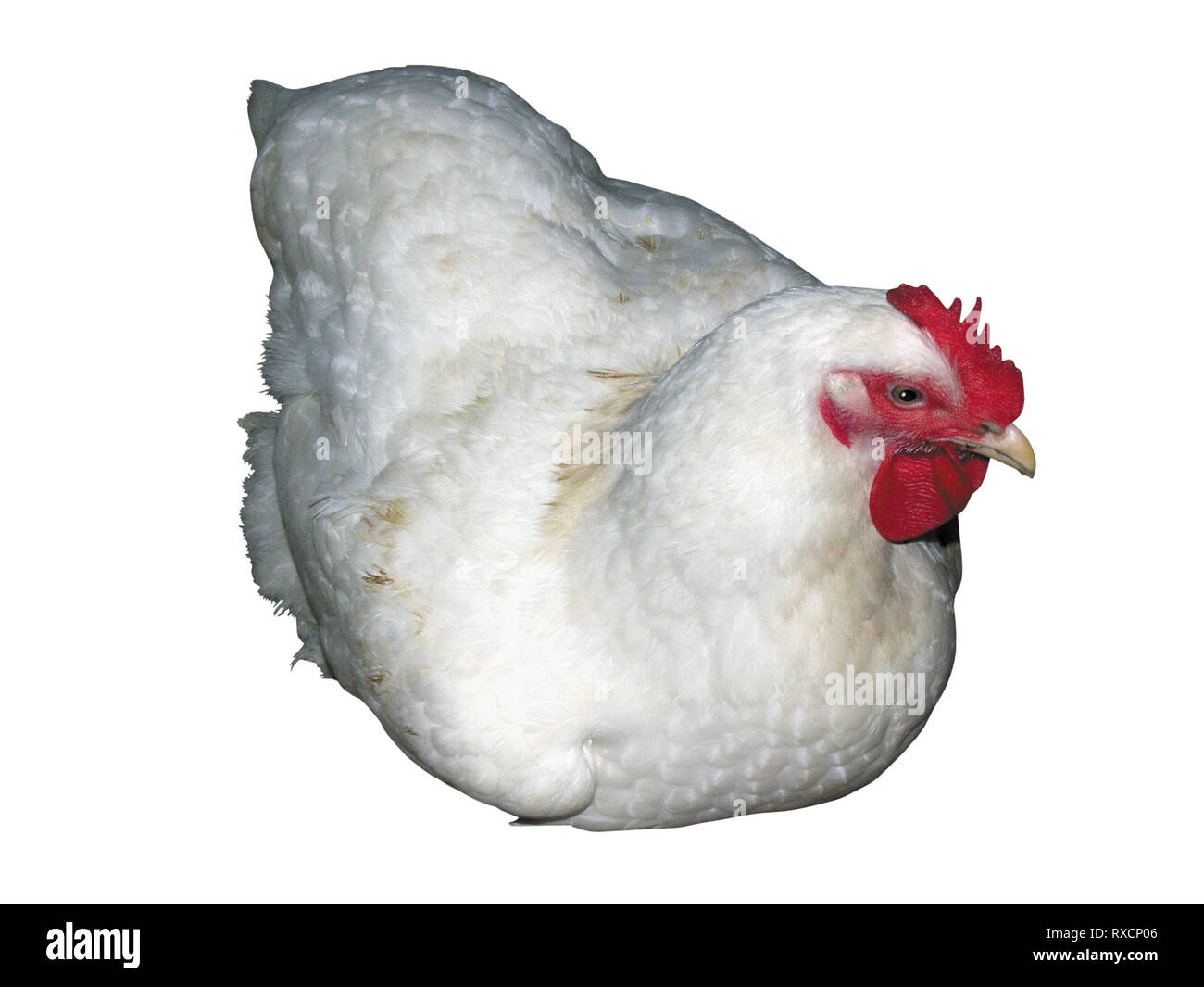 White Hen isolated on white background Stock Photo - Alamy