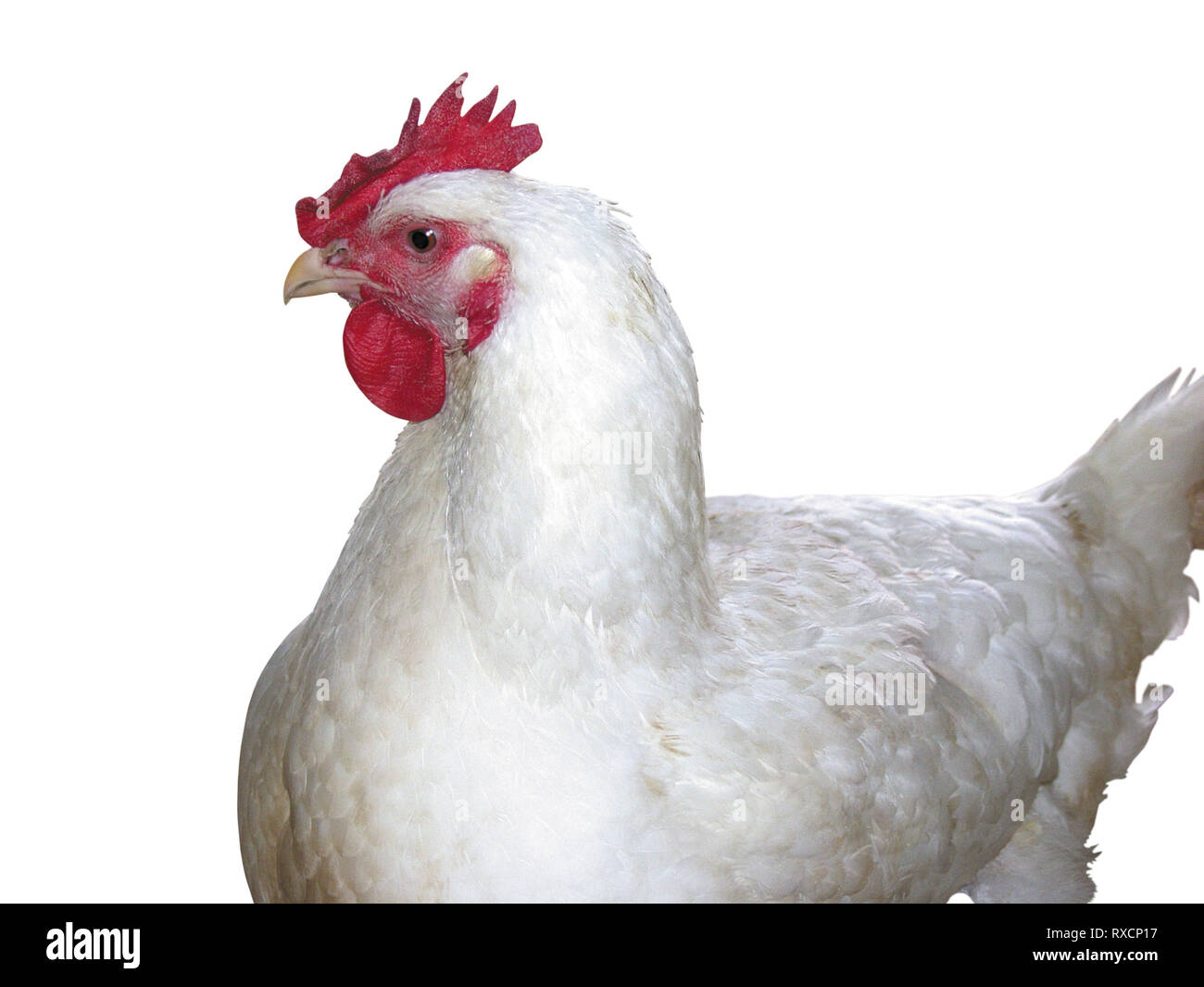 White Hen isolated on white background Stock Photo - Alamy