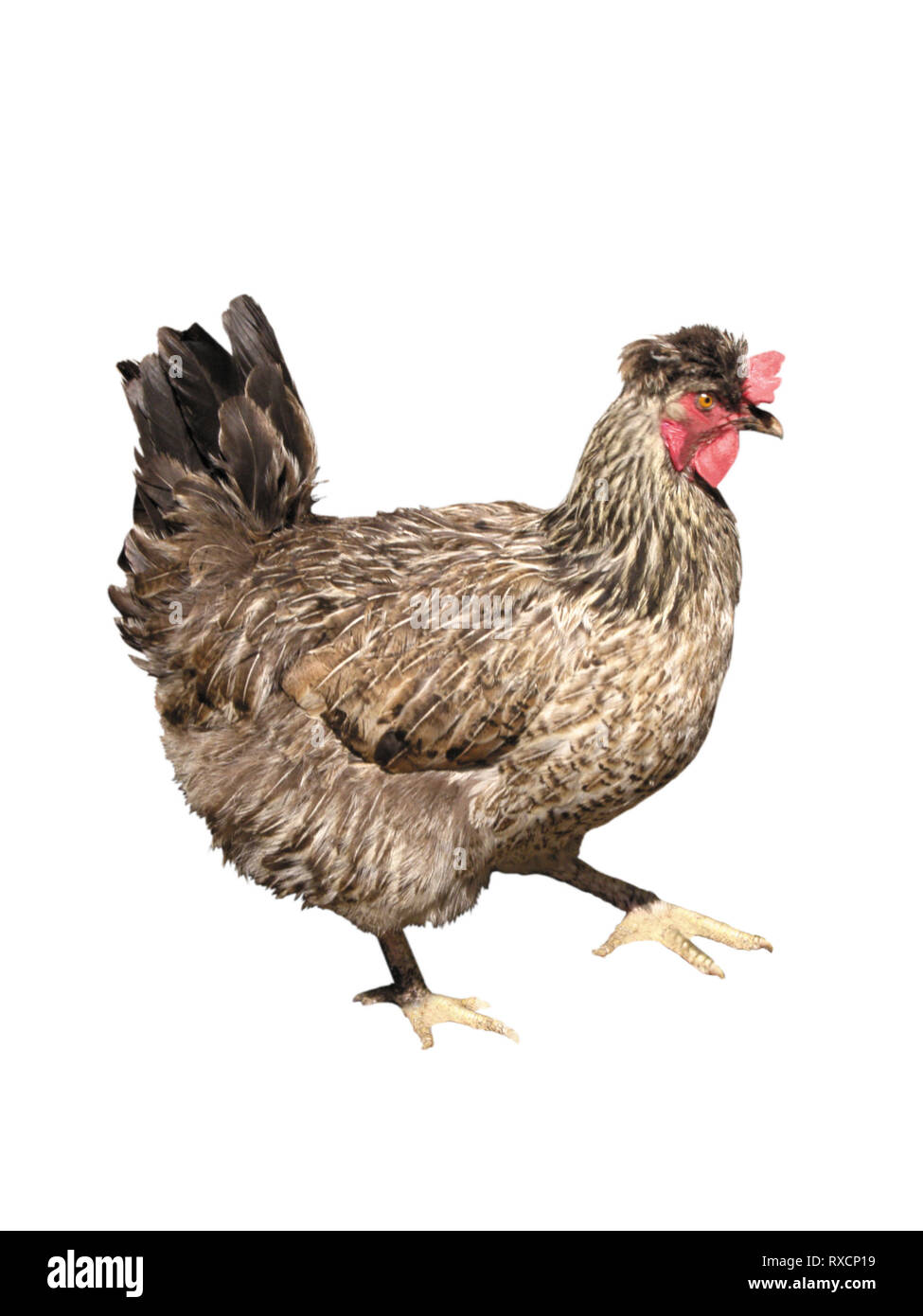 Hen isolated on white background Stock Photo - Alamy