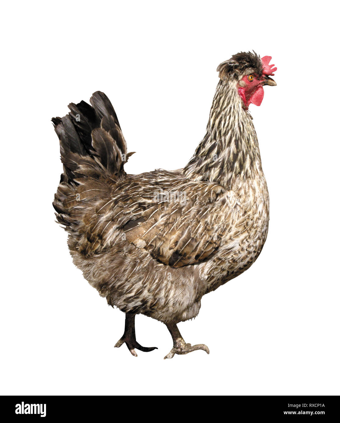 Hen isolated on white background Stock Photo - Alamy