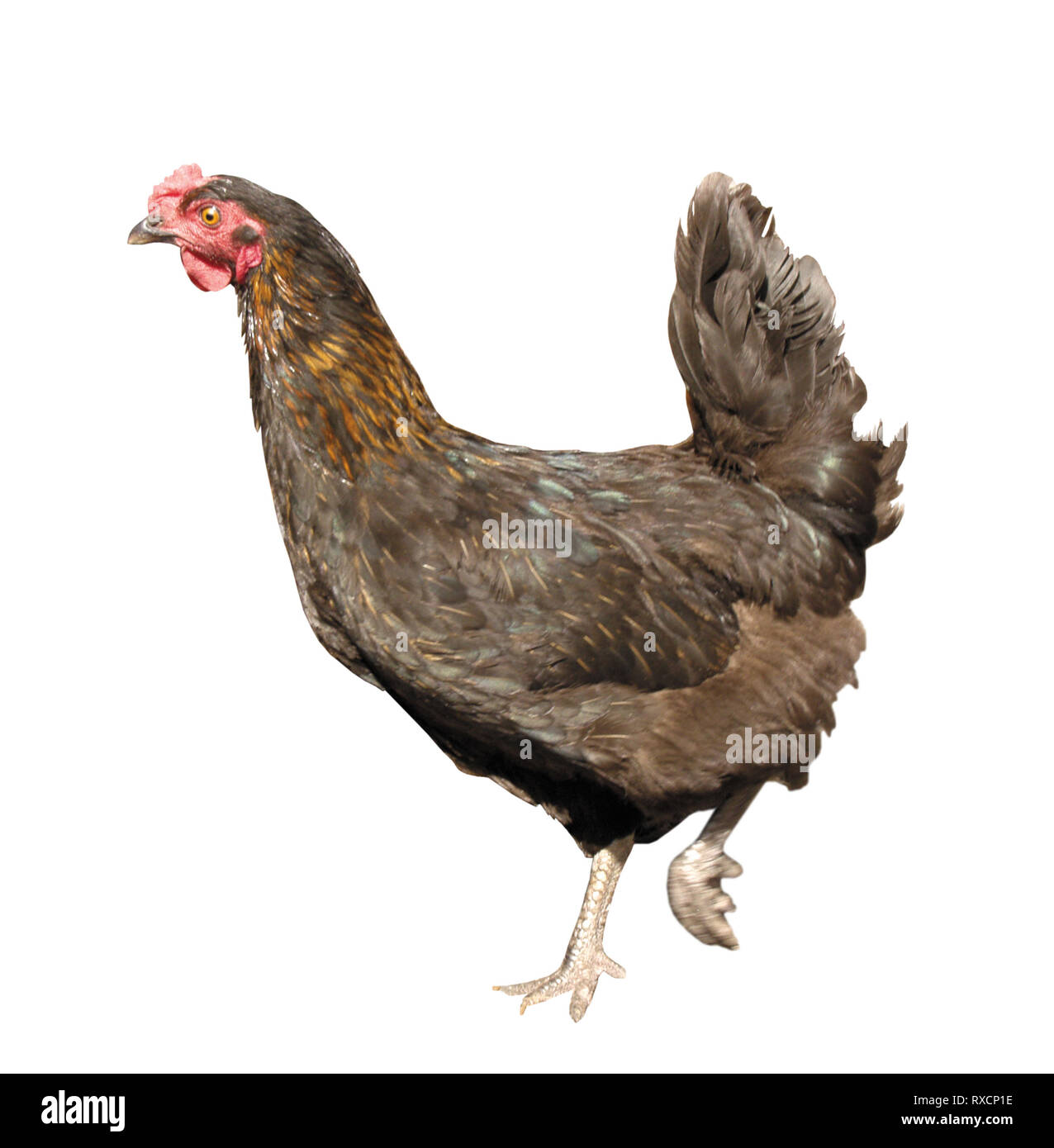 Hen isolated on white background Stock Photo - Alamy