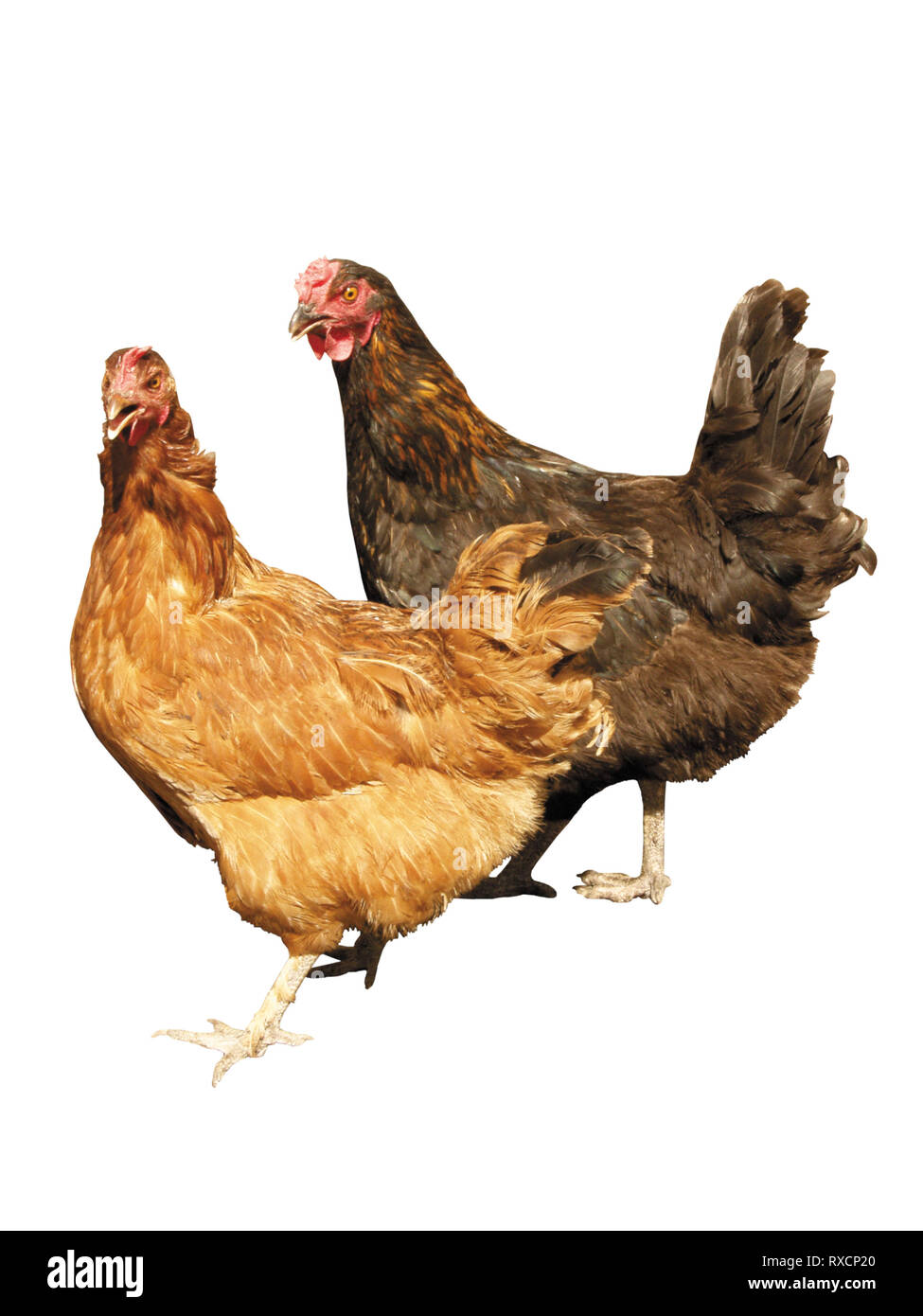 Hen isolated on white background Stock Photo - Alamy
