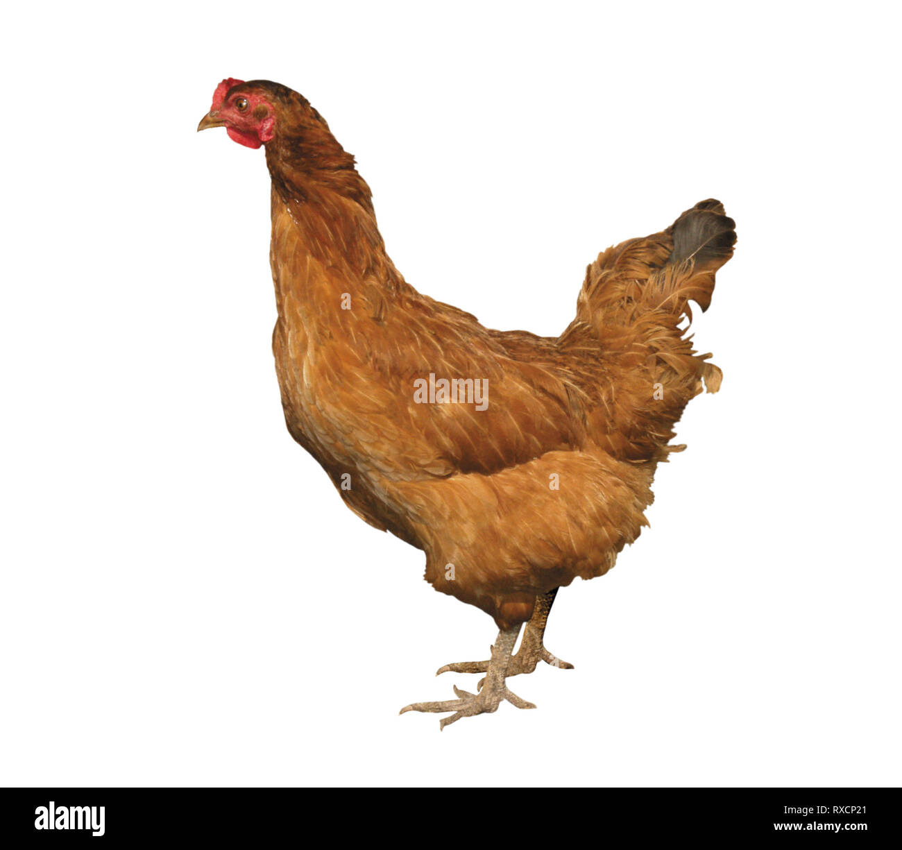 Hen isolated on white background Stock Photo - Alamy