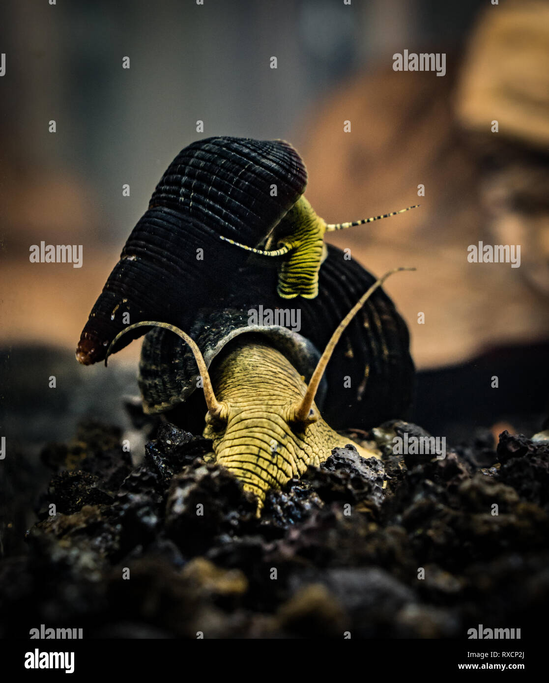Sulawesi snail hi-res stock photography and images - Alamy