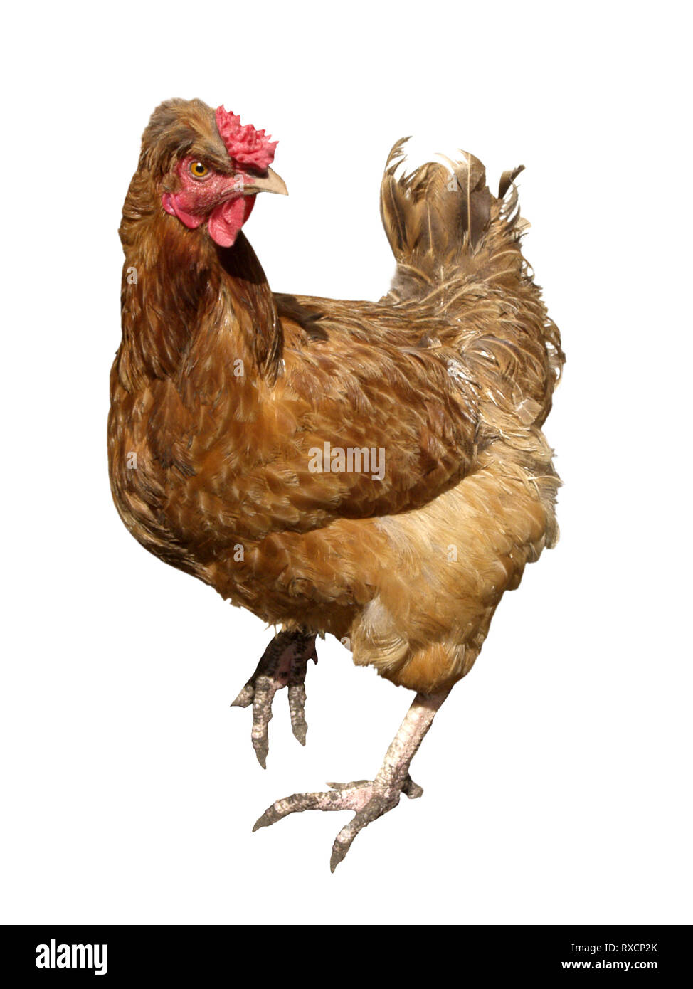 Hen isolated on white background Stock Photo - Alamy