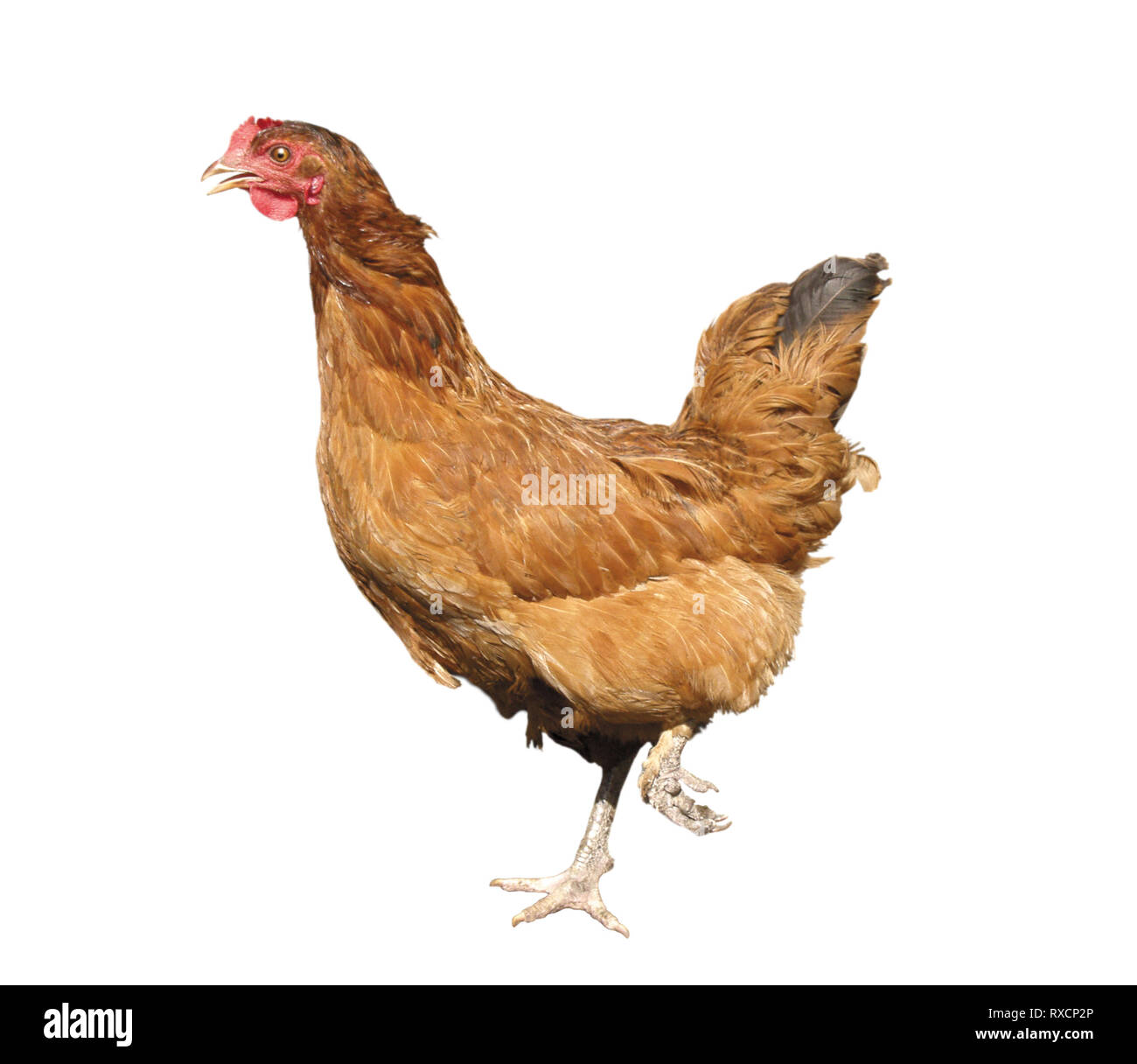 Hen isolated on white background Stock Photo - Alamy