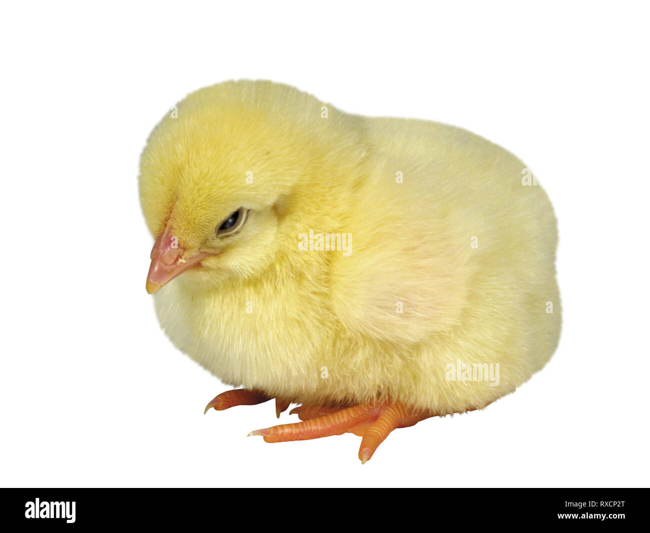 A new born baby yellow chicks - Stock image Stock Photo - Alamy