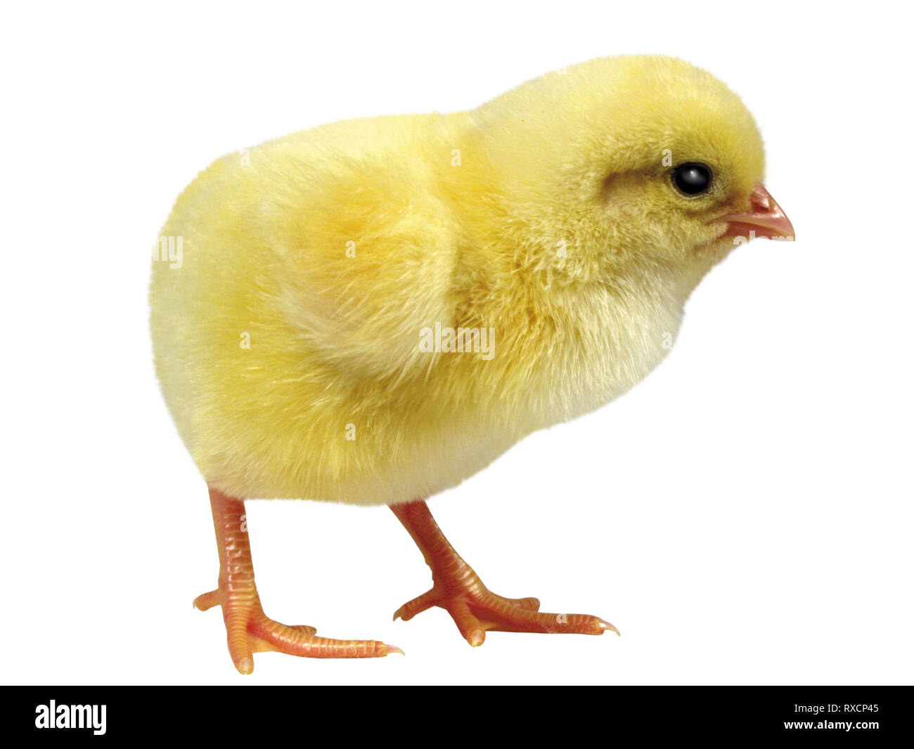 Buff Orpington Chicks High Resolution Stock Photography and Images - Alamy