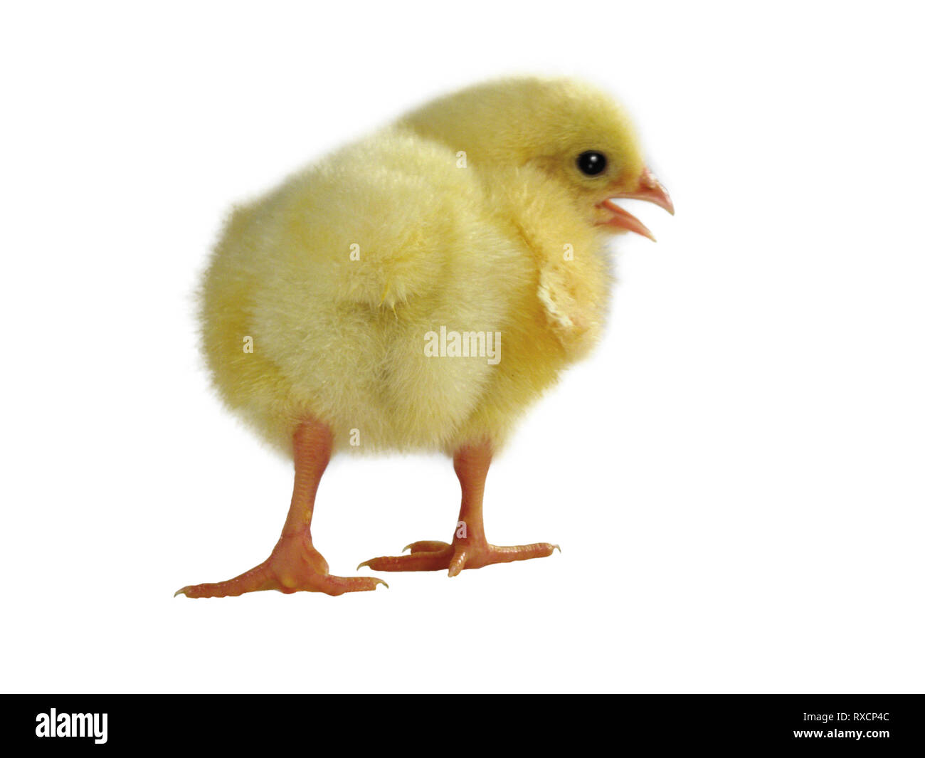 A new born baby yellow chicks - Stock image Stock Photo - Alamy