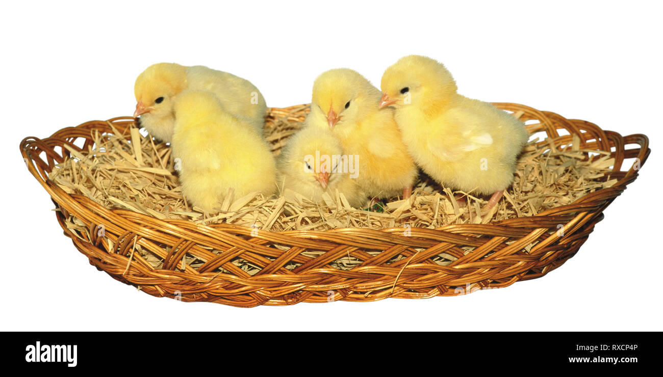 Buff orpington chicks hi-res stock photography and images - Alamy