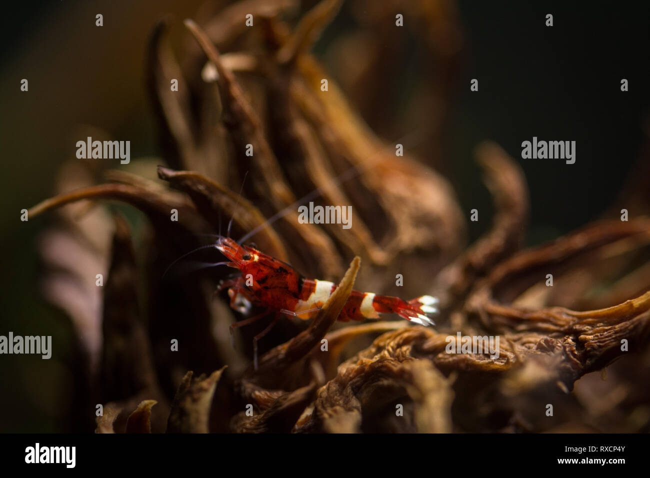 Invertebraes hi-res stock photography and images - Alamy