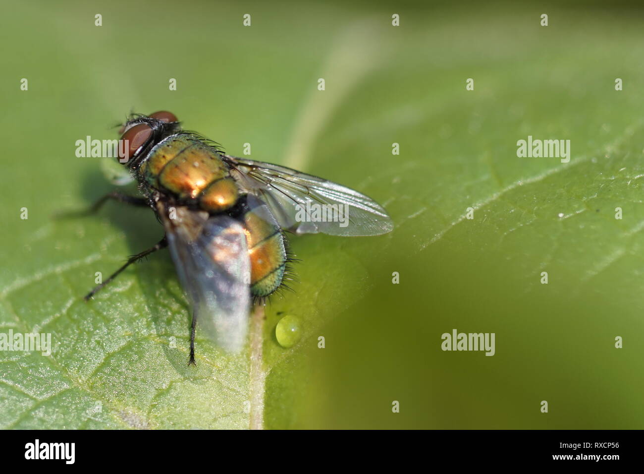 Housefly egg hi-res stock photography and images - Alamy