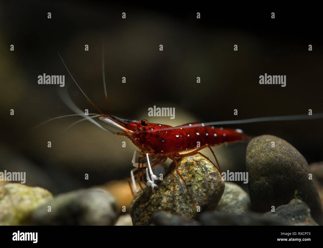 Sulawesi lake animals Stock Photo - Alamy