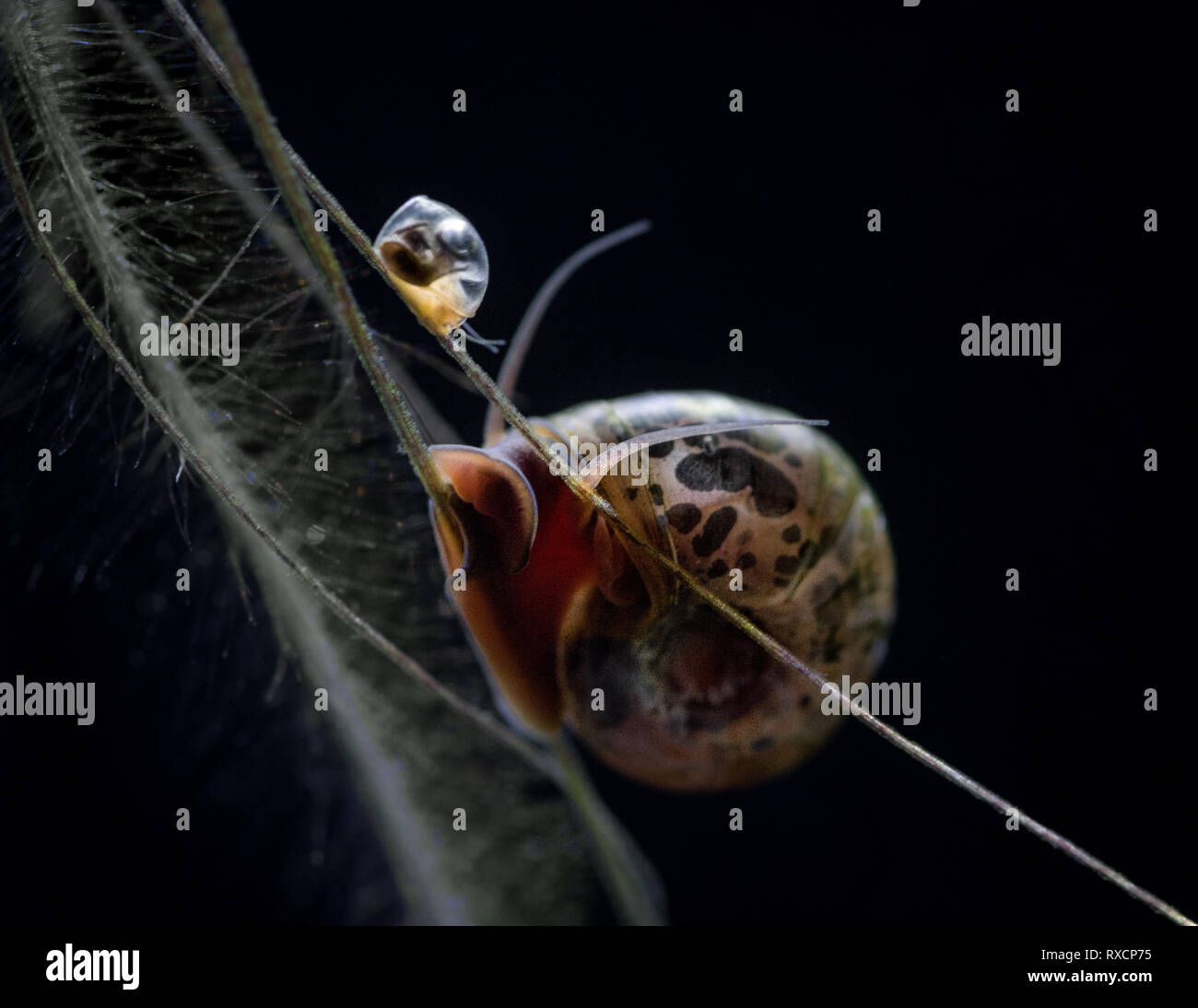Freshwater snail hi-res stock photography and images - Alamy
