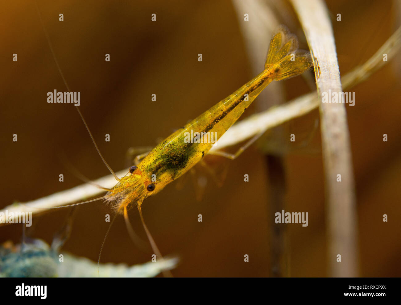 Invertebraes hi-res stock photography and images - Alamy
