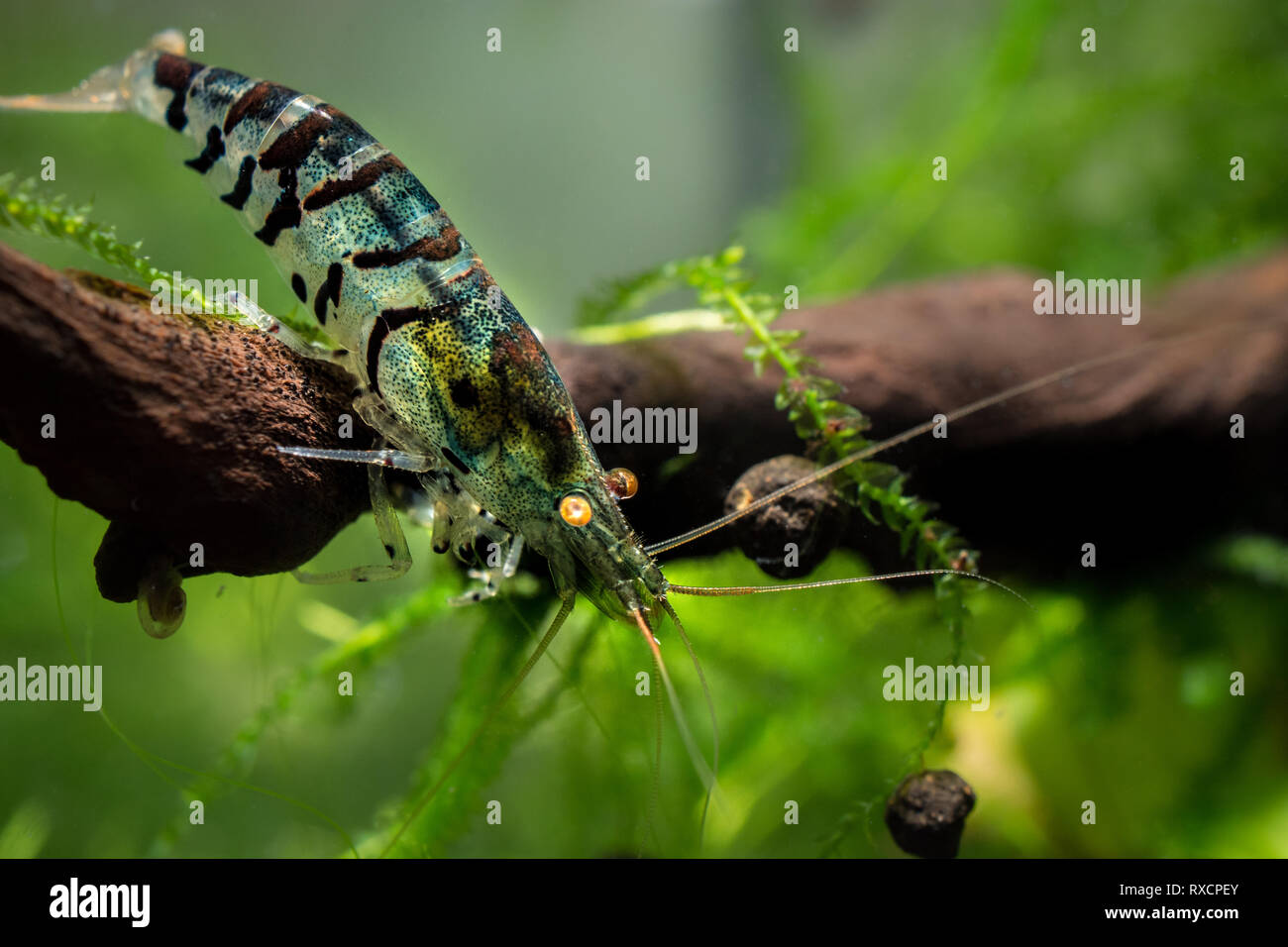 Tiger shrimp hi-res stock photography and images - Alamy