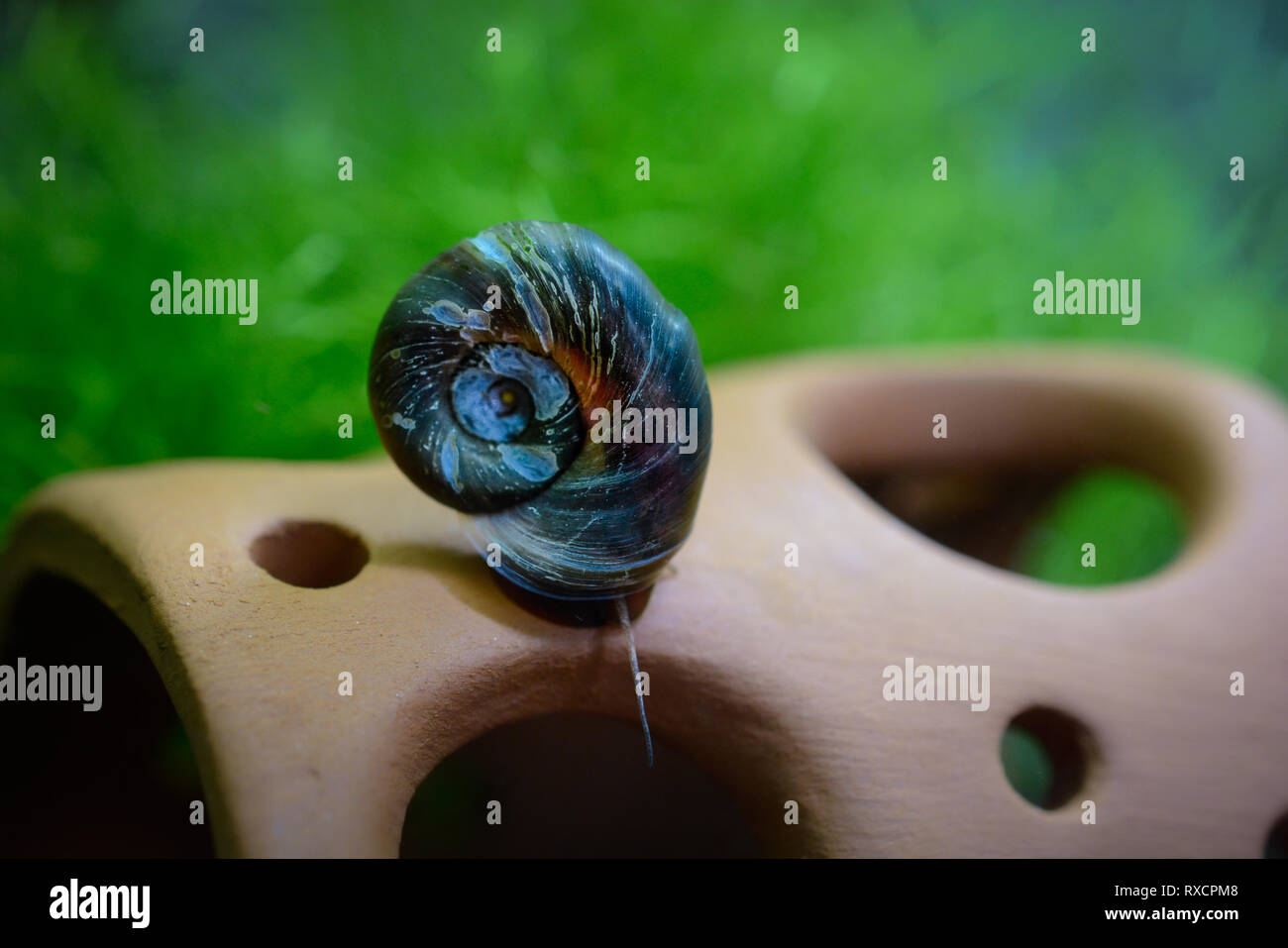 Close up freshwater snail hi-res stock photography and images - Alamy