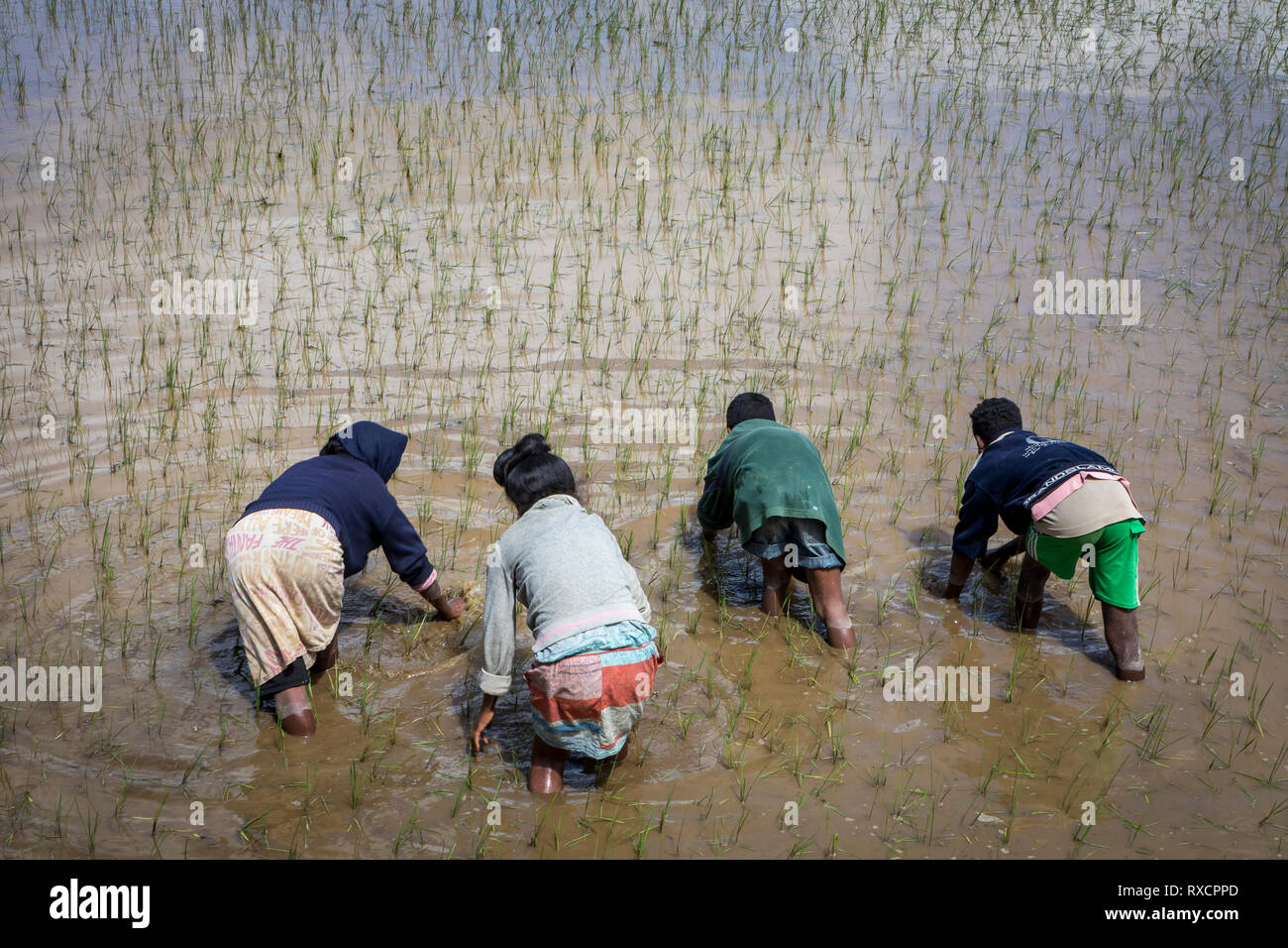 Madagascar rice terrace hi-res stock photography and images - Alamy