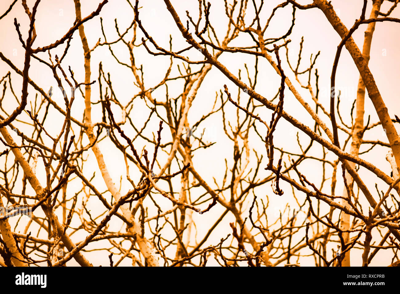 Tree branches in the white background Stock Photo - Alamy