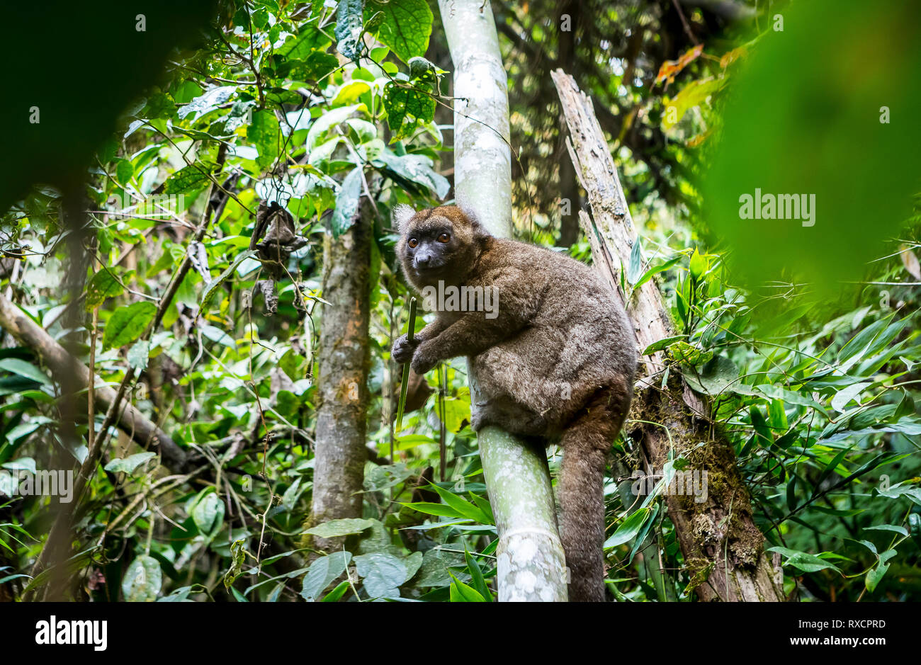 Greater bamboo madagascar hi-res stock photography and images - Alamy