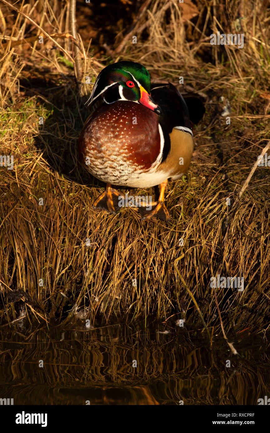 Wood duck (Aix sponsa), George C Reifel Migratory Bird Sanctuary ...