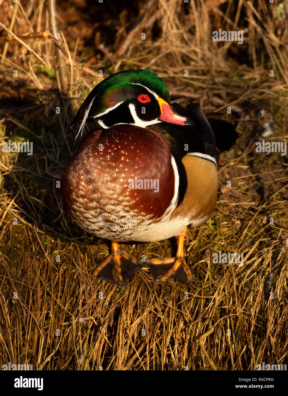 British columbia waterfowl society hi-res stock photography and images ...