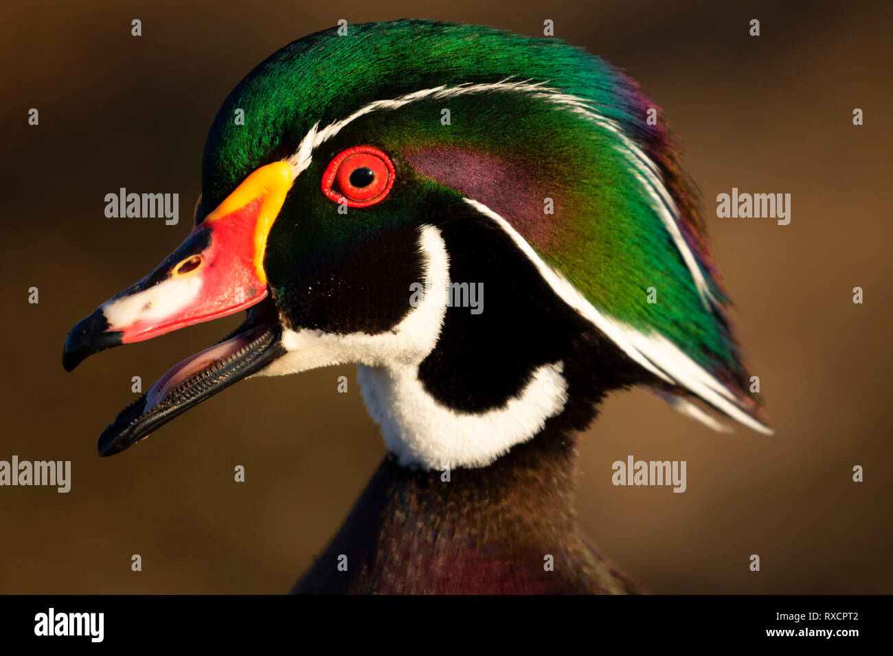 British columbia waterfowl society hi-res stock photography and images ...