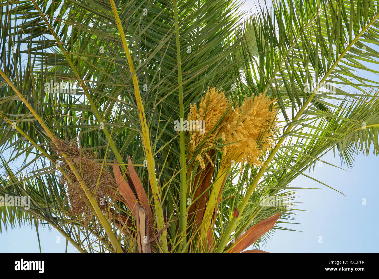 Palm tree (dates) with orange flowers at summer day Stock Photo - Alamy