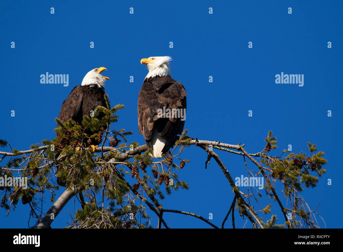 Bald eagle (Haliaeetus leucocephalus), George C Reifel Migratory Bird ...