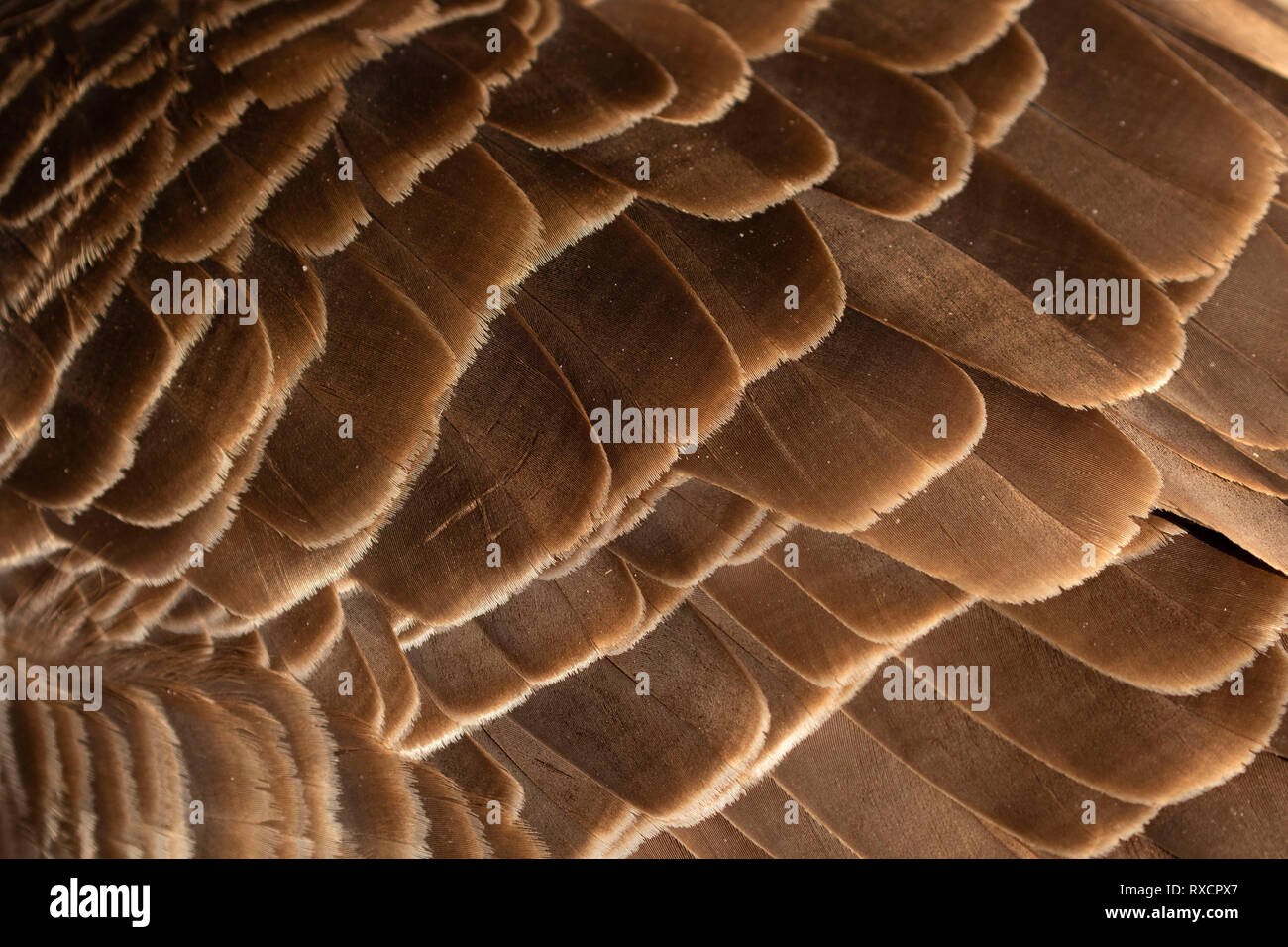 Goose feathers hi-res stock photography and images - Alamy