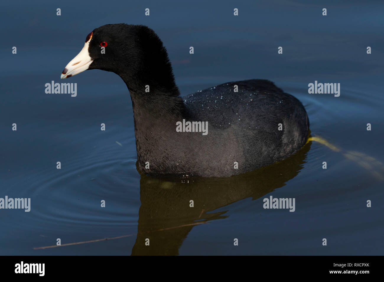 British coot hi-res stock photography and images - Alamy