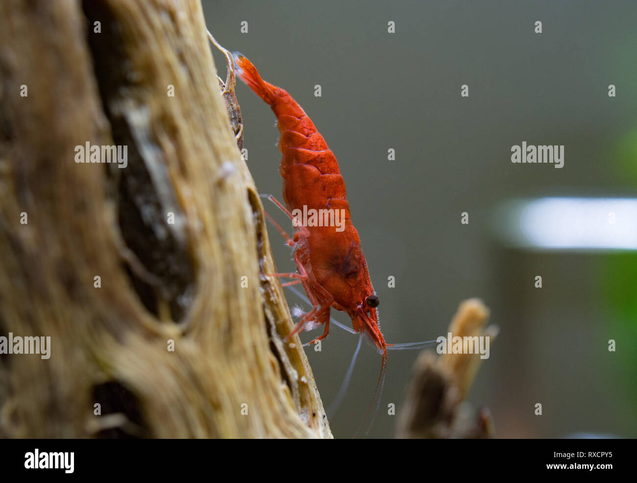 Neocaridina Shrimp in aquarium Stock Photo - Alamy