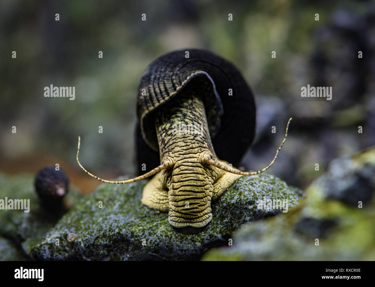 Sulawesi lake animals Stock Photo - Alamy