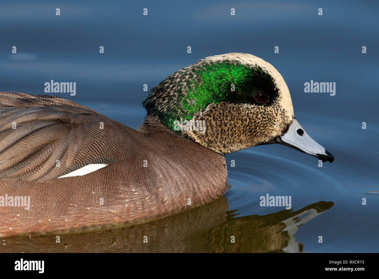 American wigeon (Mareca americana), George C Reifel Migratory Bird ...