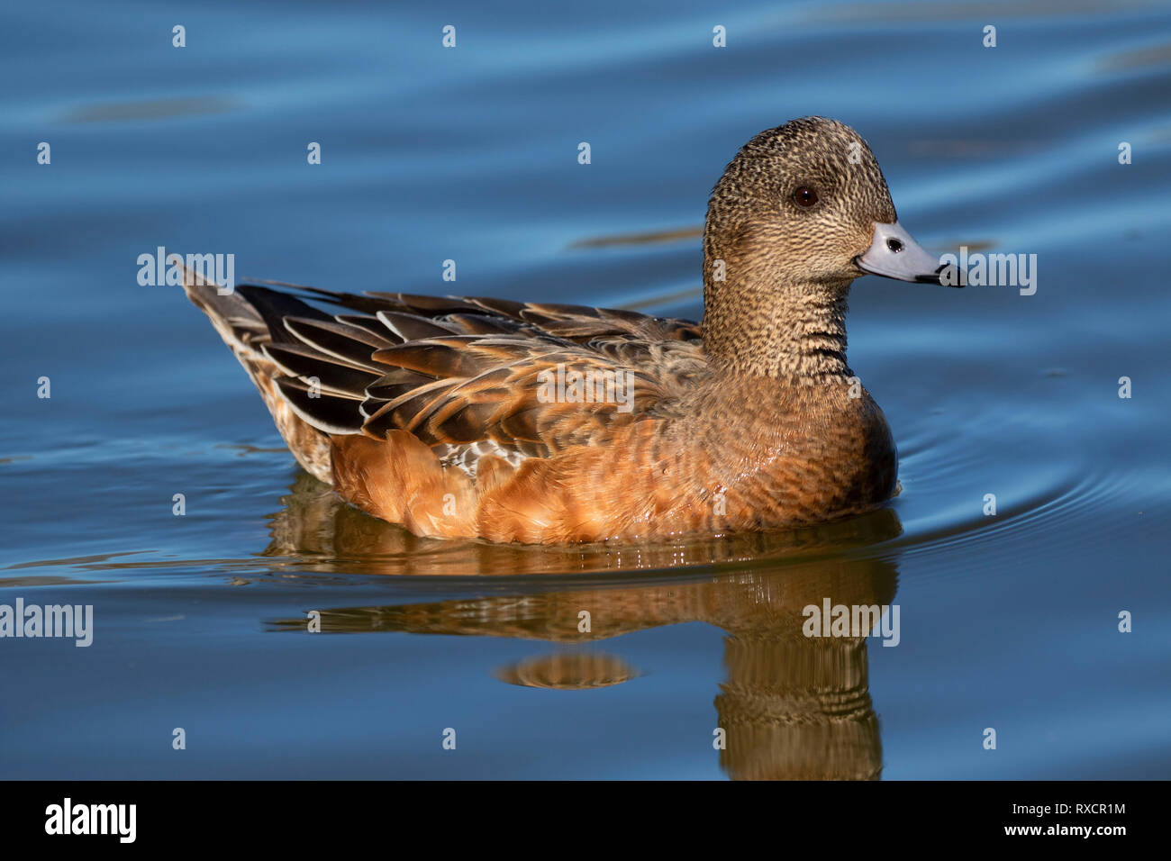 Fraser river ladner delta hi-res stock photography and images - Alamy