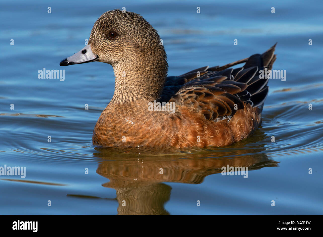 American wigeon (Mareca americana), George C Reifel Migratory Bird ...