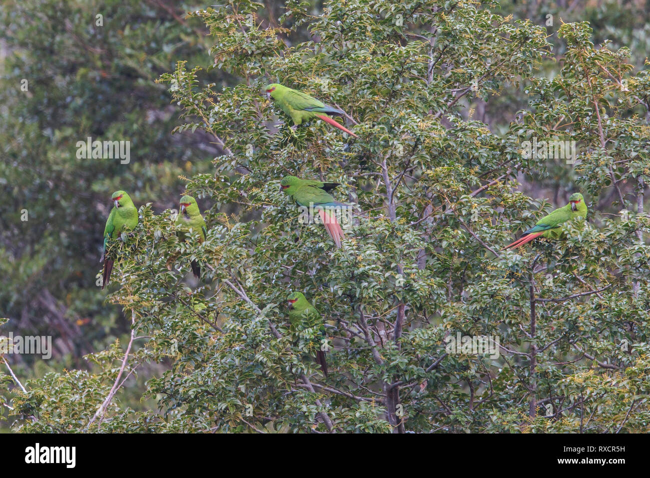 Slender trees in a group hi-res stock photography and images - Alamy