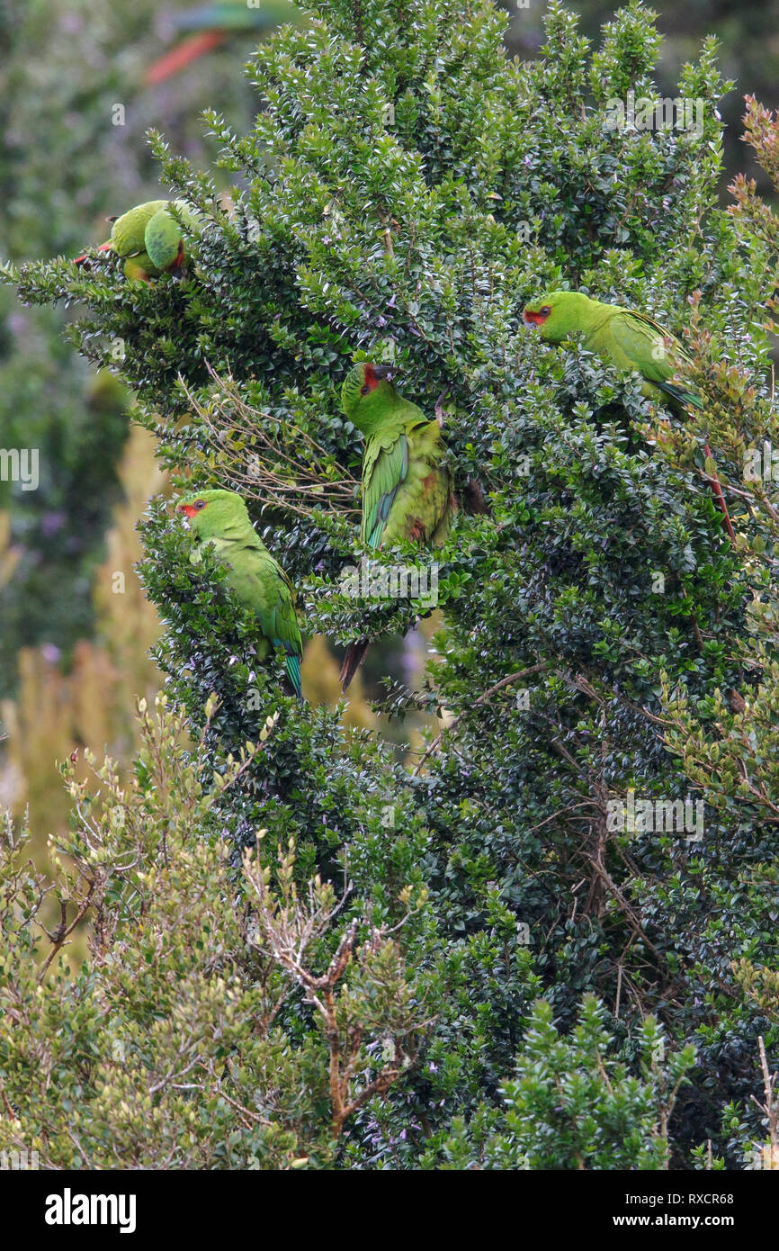 Parrots on the tree branches hi-res stock photography and images - Alamy
