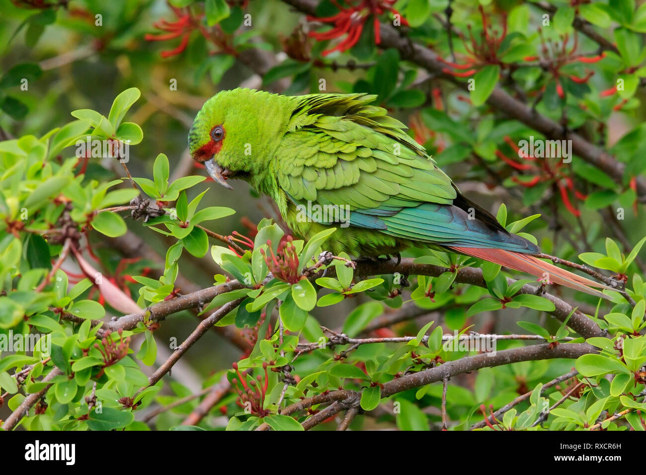 Slender-billed Parakeet (Enicognathus leptorhynchus) perched on a ...