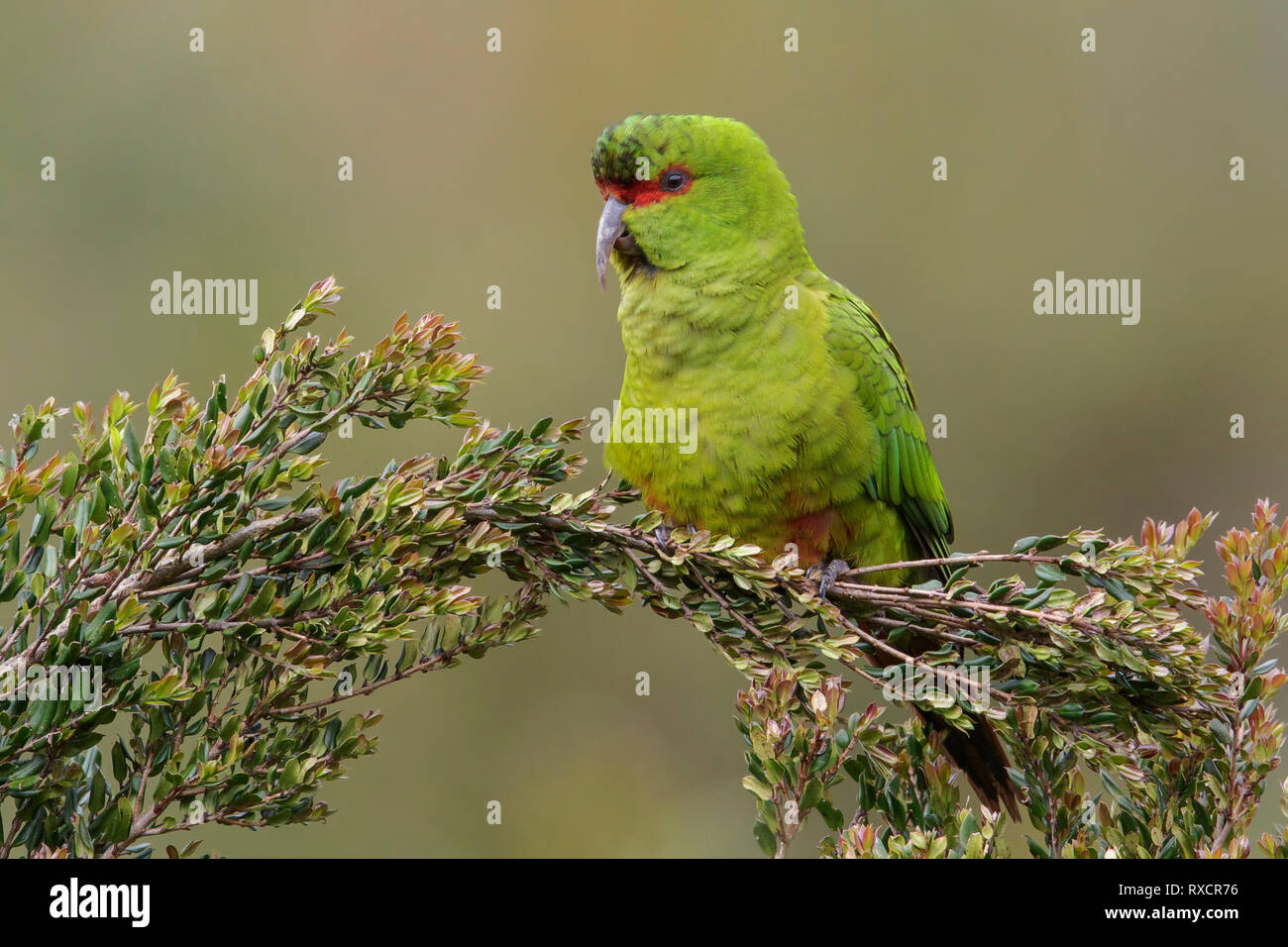 Slender-billed Parakeet (Enicognathus leptorhynchus) perched on a ...