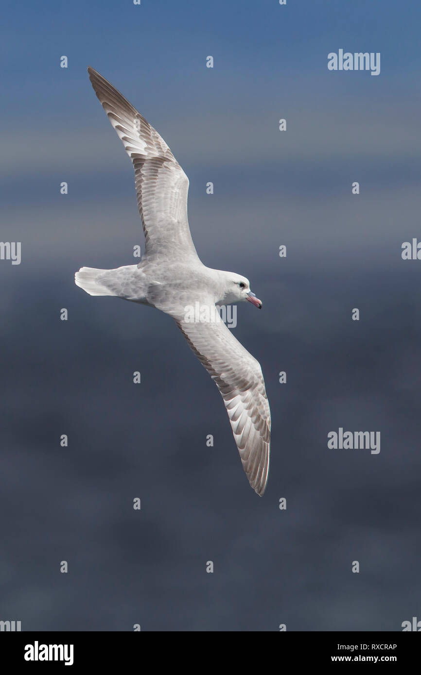 Southern Fulmar (Fulmarus glacialoides) flying in Chile Stock Photo - Alamy