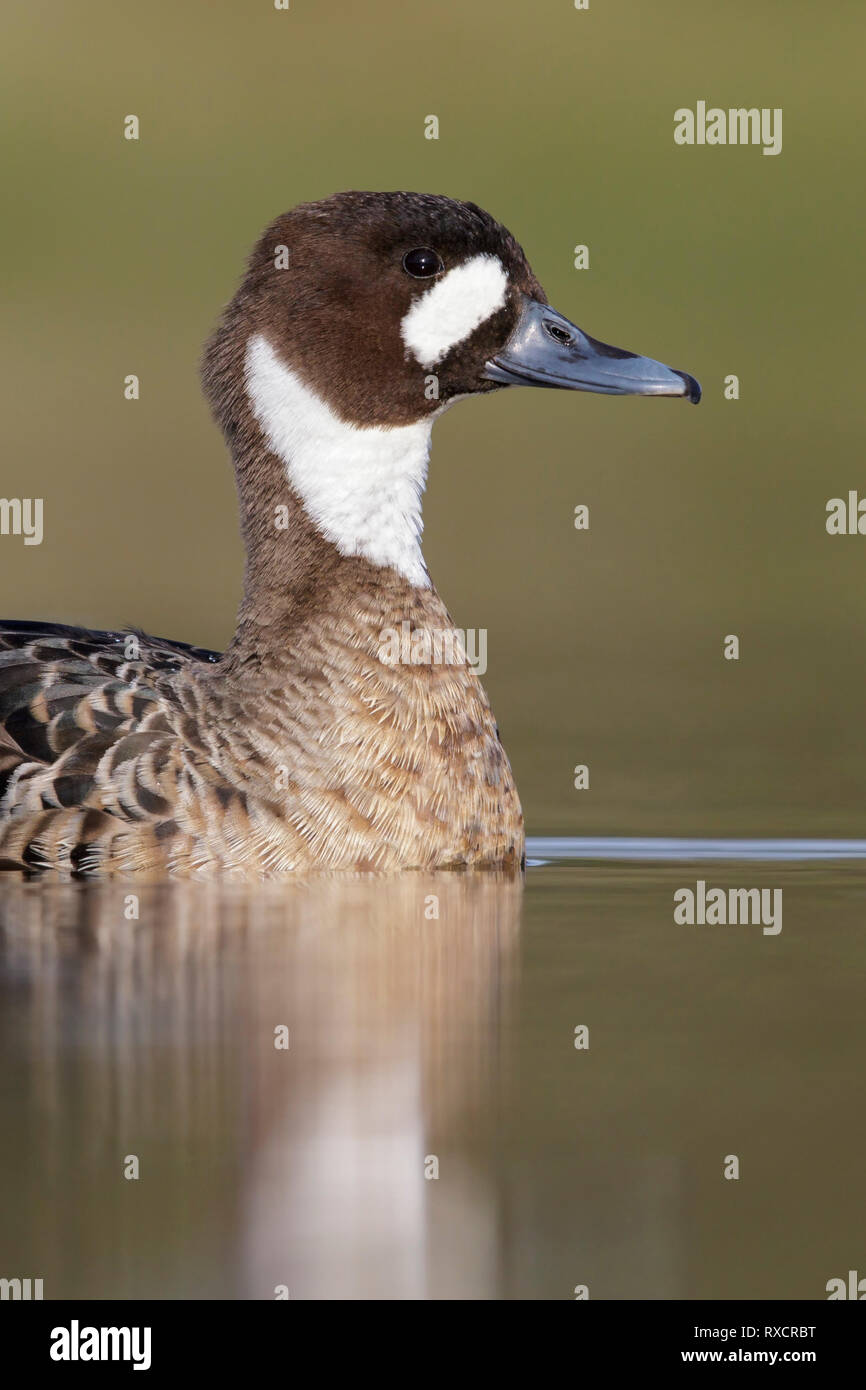 Speculanas specularis hi-res stock photography and images - Alamy