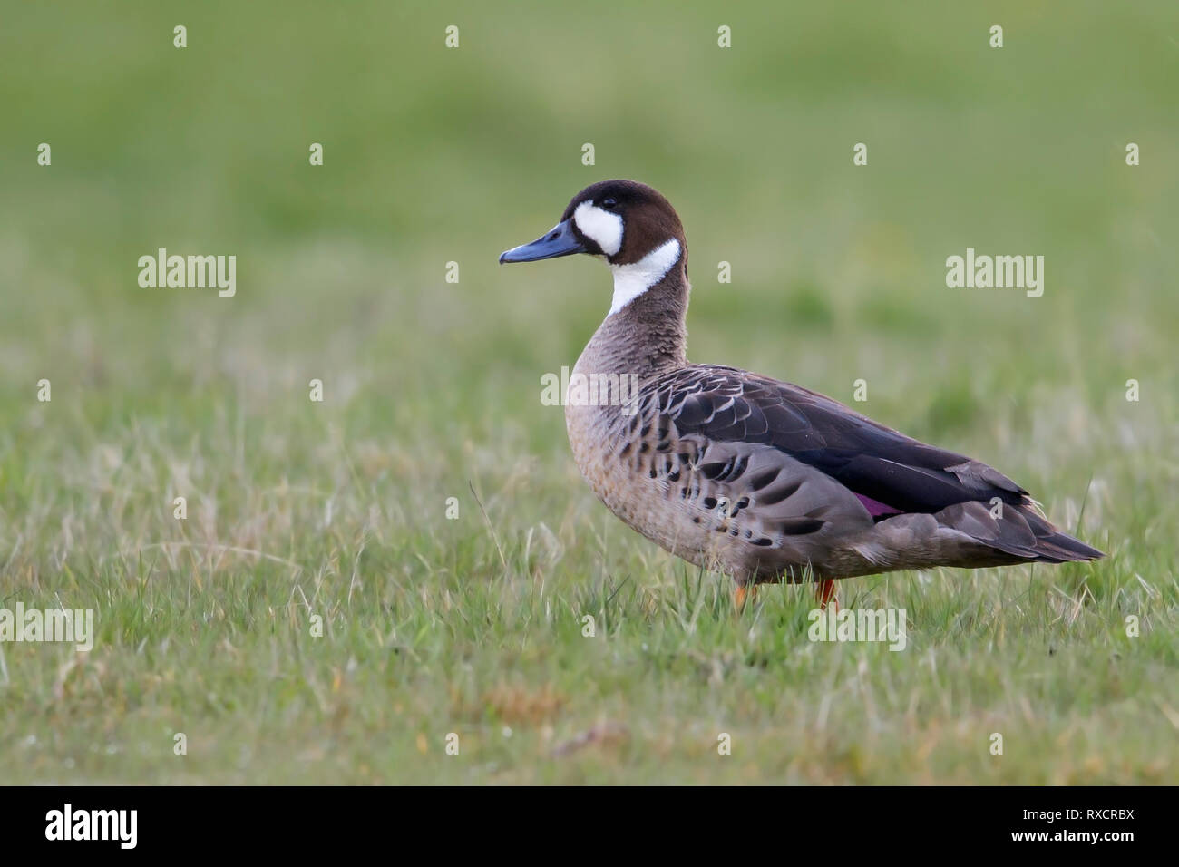 Specularis hi-res stock photography and images - Alamy