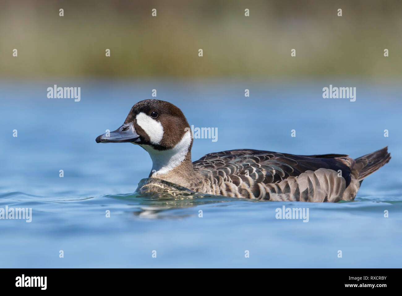 Spectacled Duck (Speculanas specularis) swimming in a small lake in ...