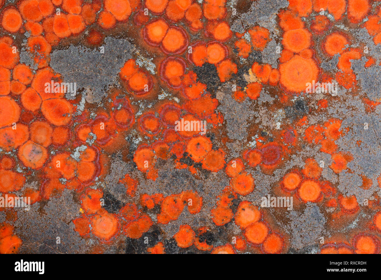 Orbicular jasper, Rialto Beach, Olympic National Park, Washington Stock ...