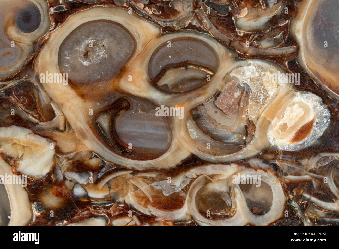 Turritella hi-res stock photography and images - Alamy