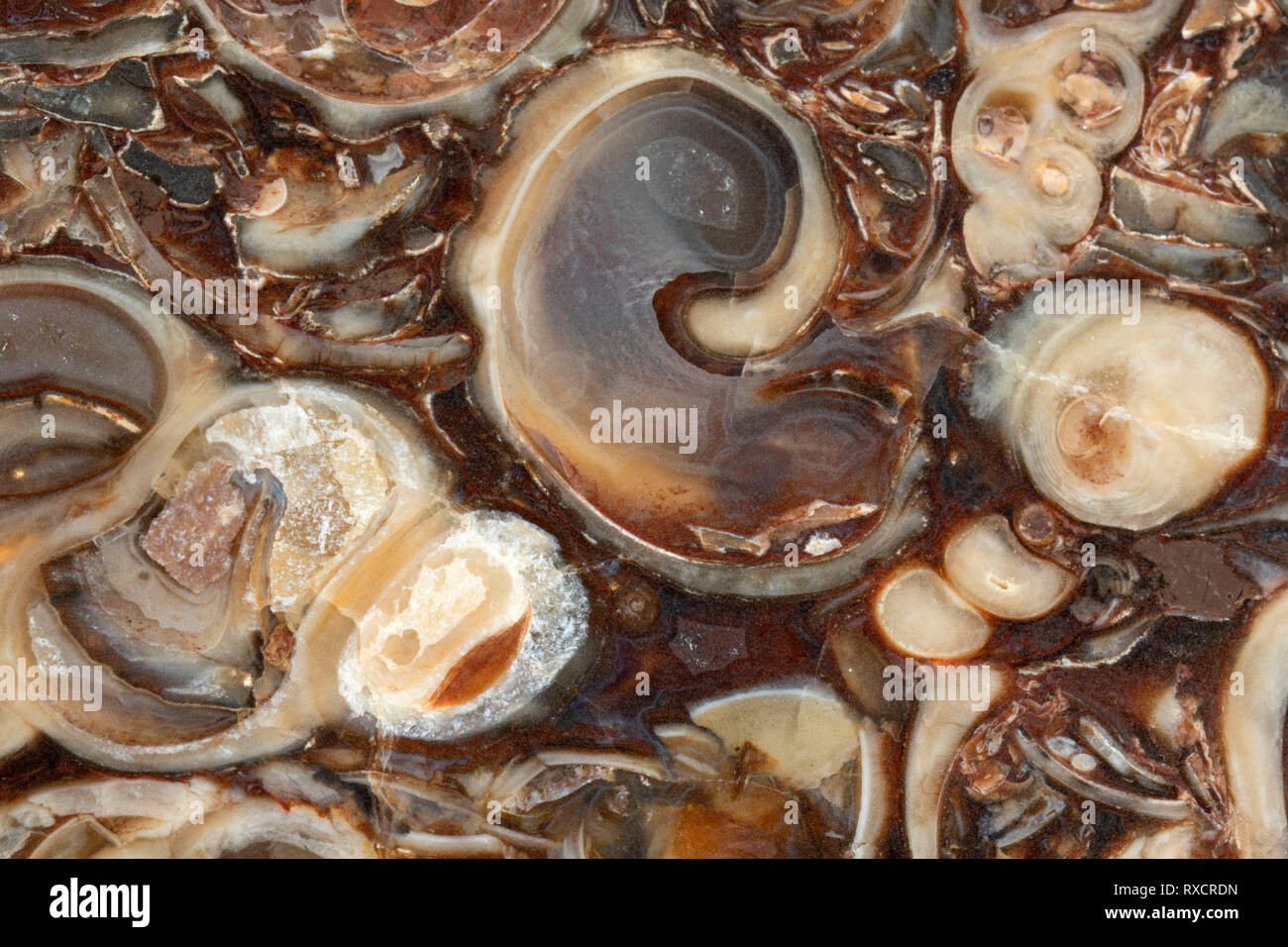 Fossil turritella snail shells hi-res stock photography and images - Alamy