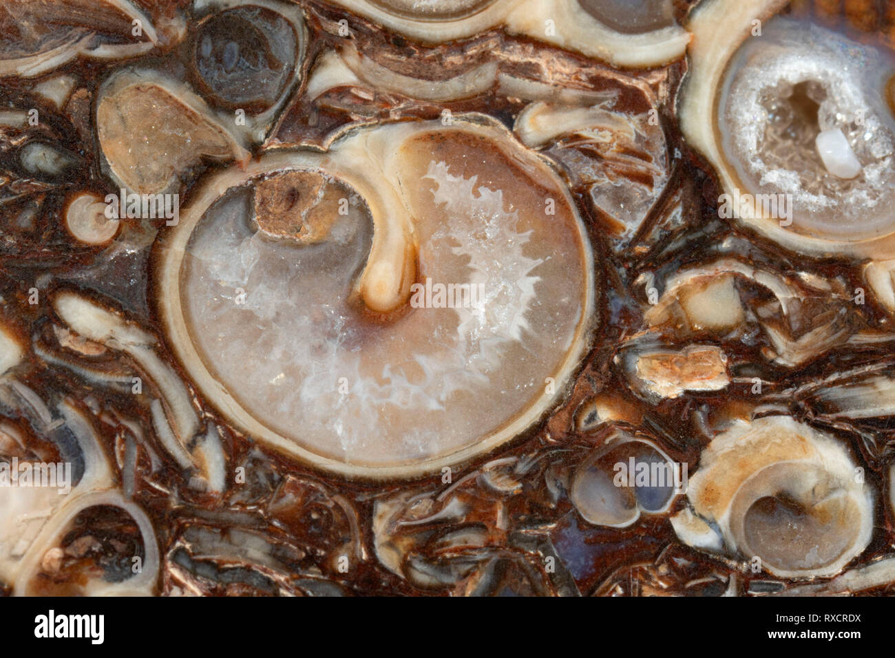 Fossil turritella snail shells hi-res stock photography and images - Alamy