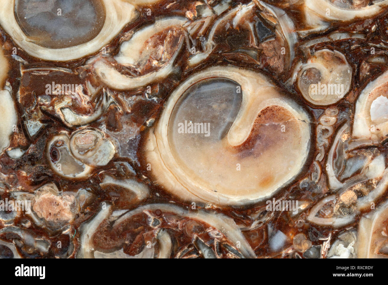 Fossil turritella snail shells hi-res stock photography and images - Alamy