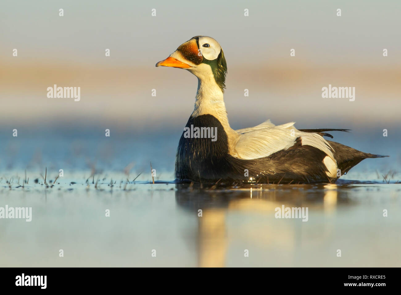 Spectacled Eider (Somateria fischeri) feeding on a small pond on the ...